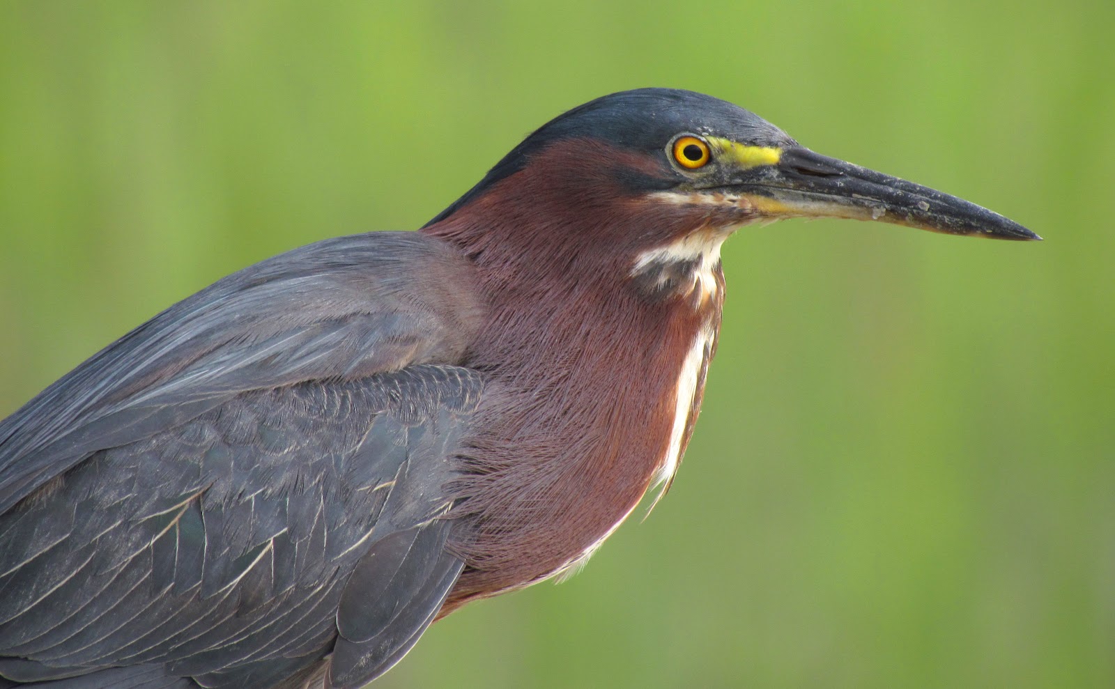 Birding Bros. Blog: BIRDS: Non-Passerines