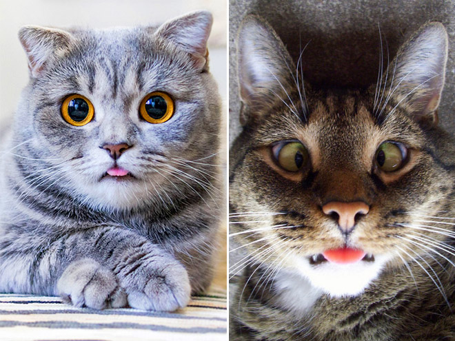 TOP 10 Blep Cats With Their Tongues Slightly Sticking Out - Tevertiz