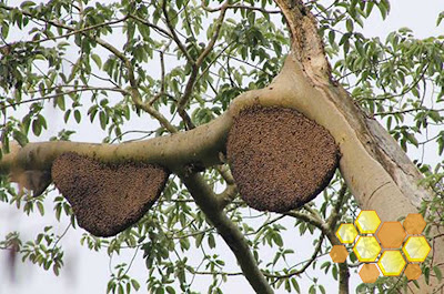 Apis Dorsata ~ World's Honey