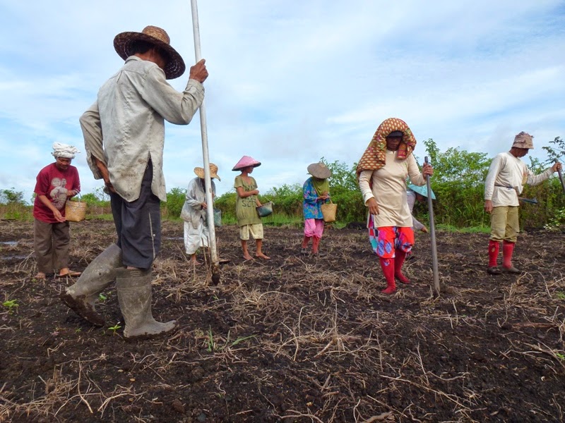 Kenaf Tanaman unggul: Buku Pintar Budidaya Tanaman Kenaf