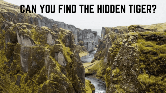 Find Hidden Animals Picture Brain Teasers with Answers
