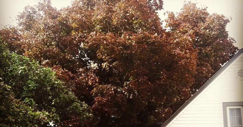A Marmie Life: How to Cure Bug Infestation in a HUGE Tree