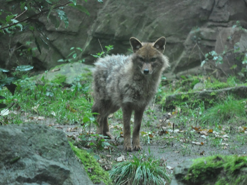 ZOOTOGRAFIANDO (6.100 ANIMALS): CHACAL DORADO / GOLDEN JACKAL (Canis ...