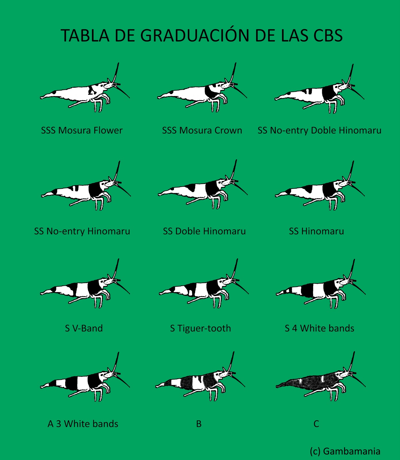 Gambamania: Variedades de Caridina cantonensis