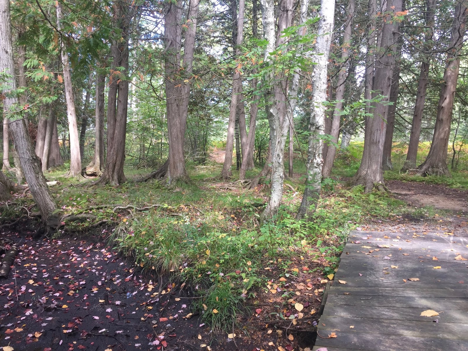 Travel Reviews & Information: Northeast Lower Michigan: Rifle River ...