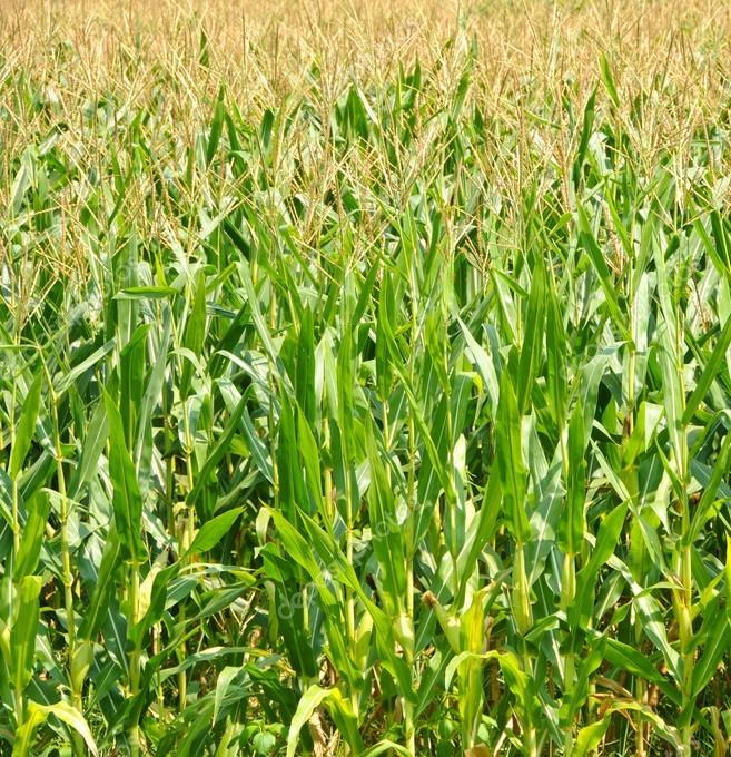 CATTLE FARMING: Fertilizer from cow manure