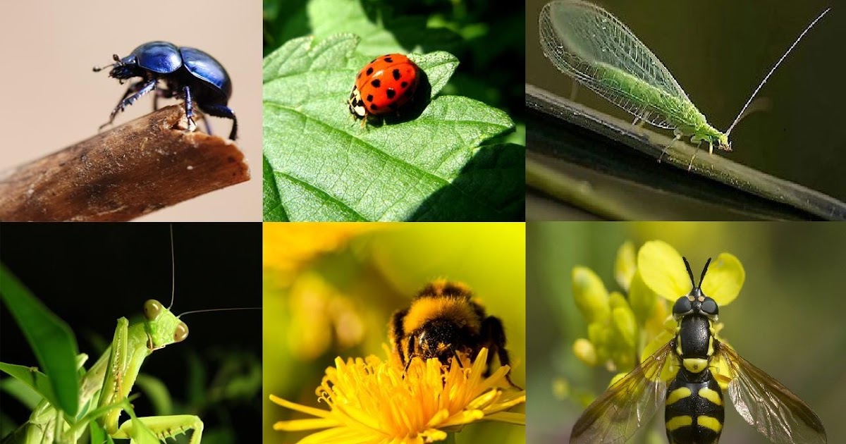 Conoce los insectos benéficos en la agricultura: ¿Qué son los insectos ...