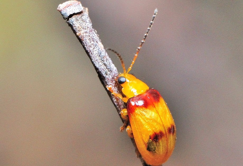 Variety of Life: Monolepta