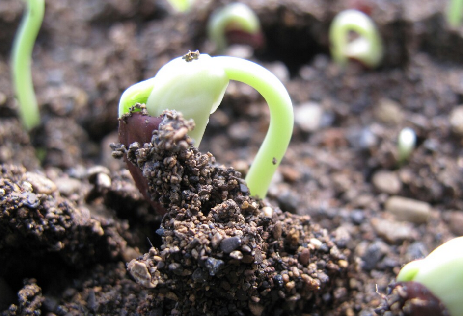 Faktor Yang Mempengaruhi Viabilitas Benih | Xylem and Floem