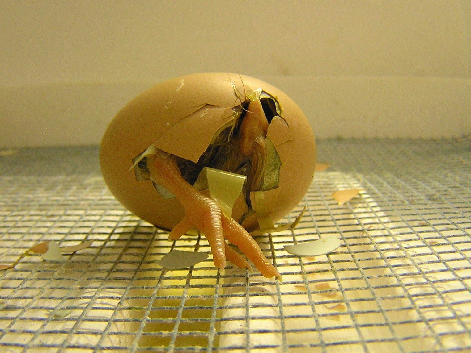 The Tennessee Walkers: Hatching Chicks