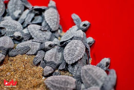 Hard Rock Hotel Bali (Kuta): Bali Sea Turtle Society