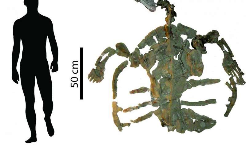 Oldest fossil sea turtle discovered - Geology In