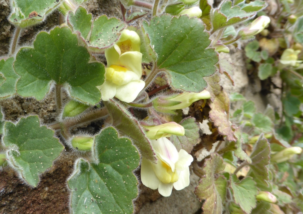 The Rainforest Fund Project: Pictures of Baildon Eco-Walk 11 April