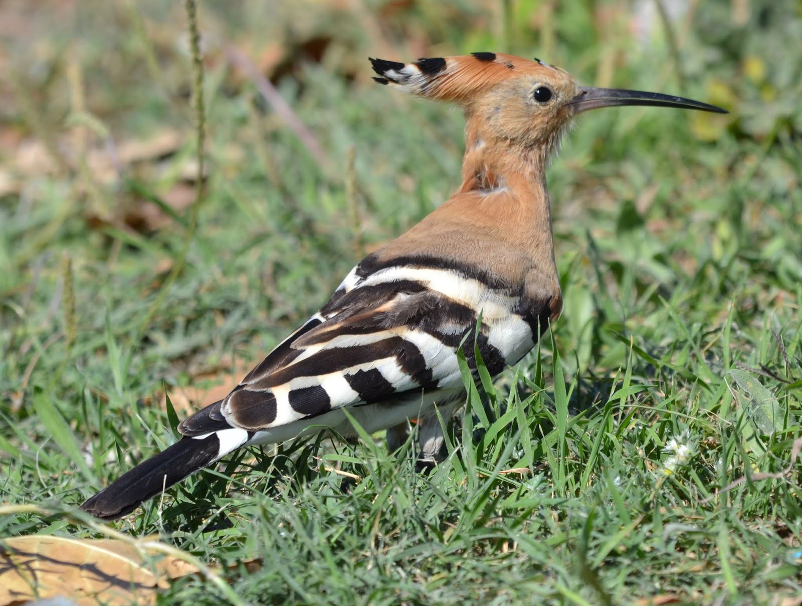 TERRA DAS AVES: Poupa (Upupa epops)