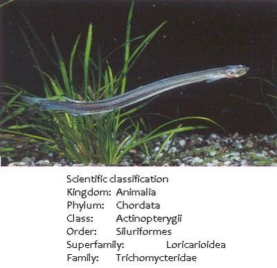 Candiru / Canero - The Vampire Fish (Ikan paling ditakuti melebihi ...