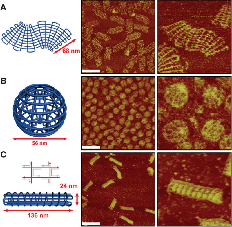 DNA made into Complex 2D and 3D DNA nanostructures made from DNA ...