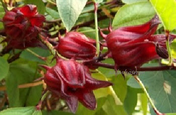 Anim Agro Technology: TANAM ROSEL - SATU TINJAUAN