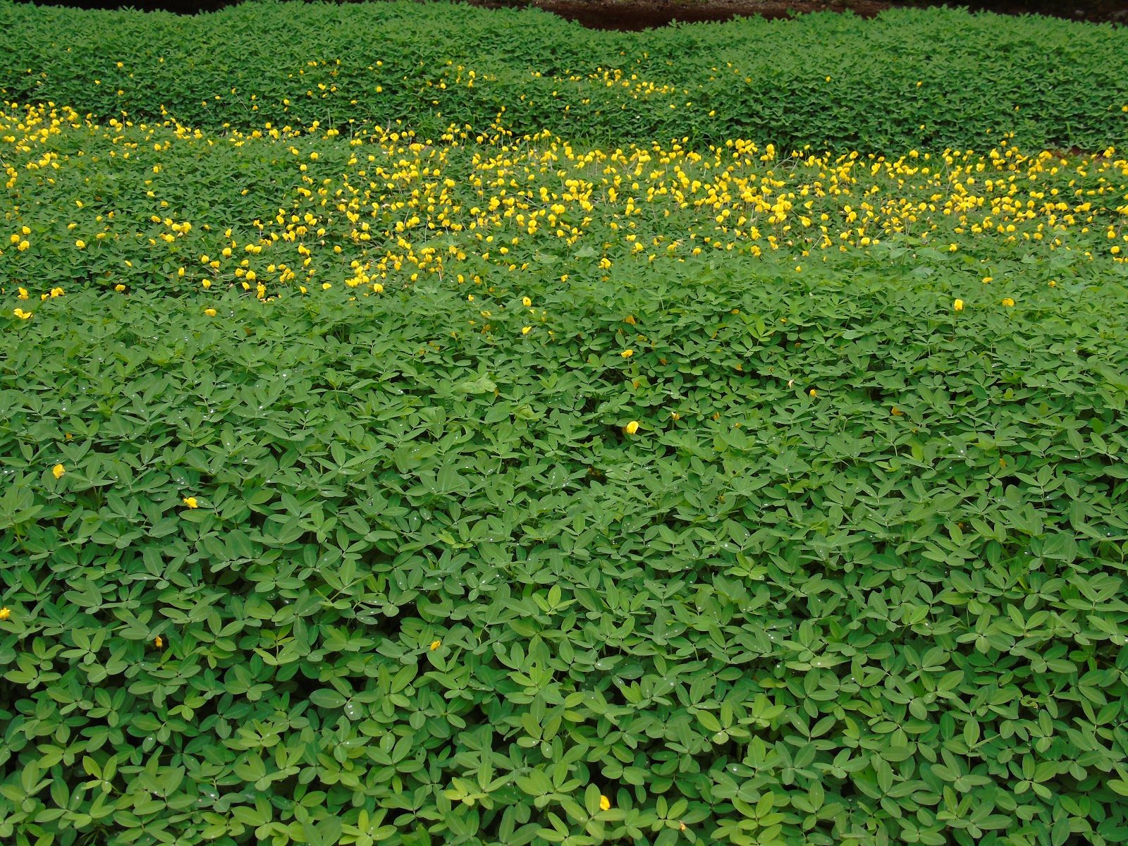 Grama-amendoim (Arachis spp.) | A planta da vez
