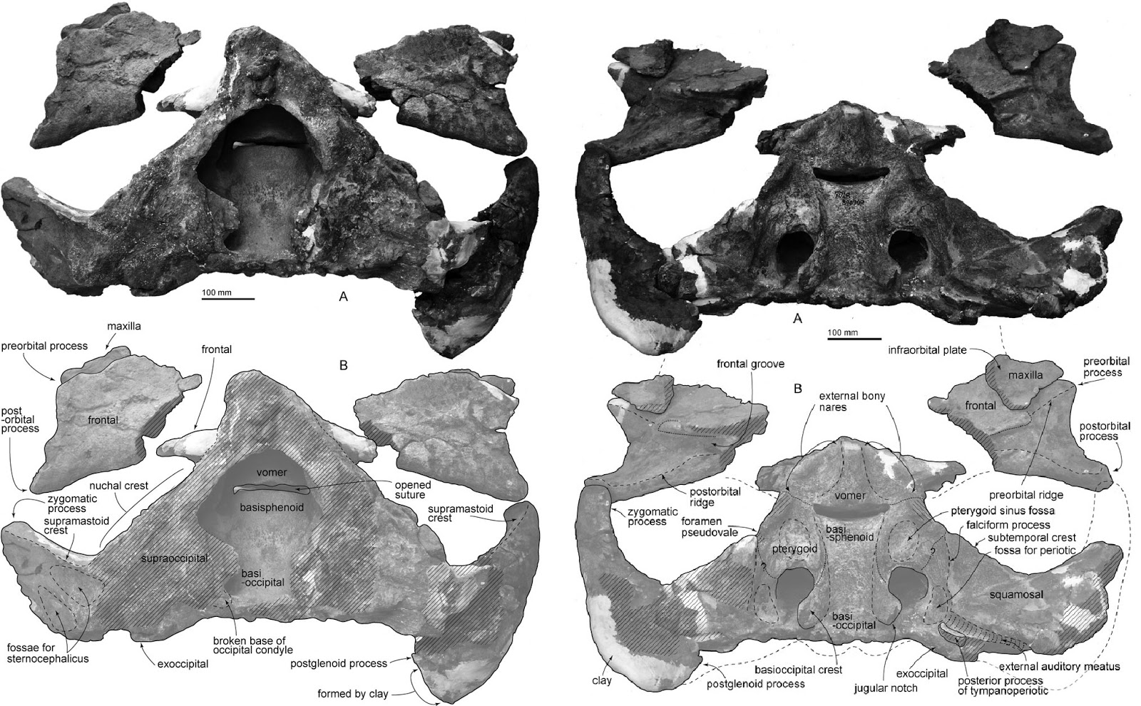 The Coastal Paleontologist, atlantic edition: 2019 in review: advances ...