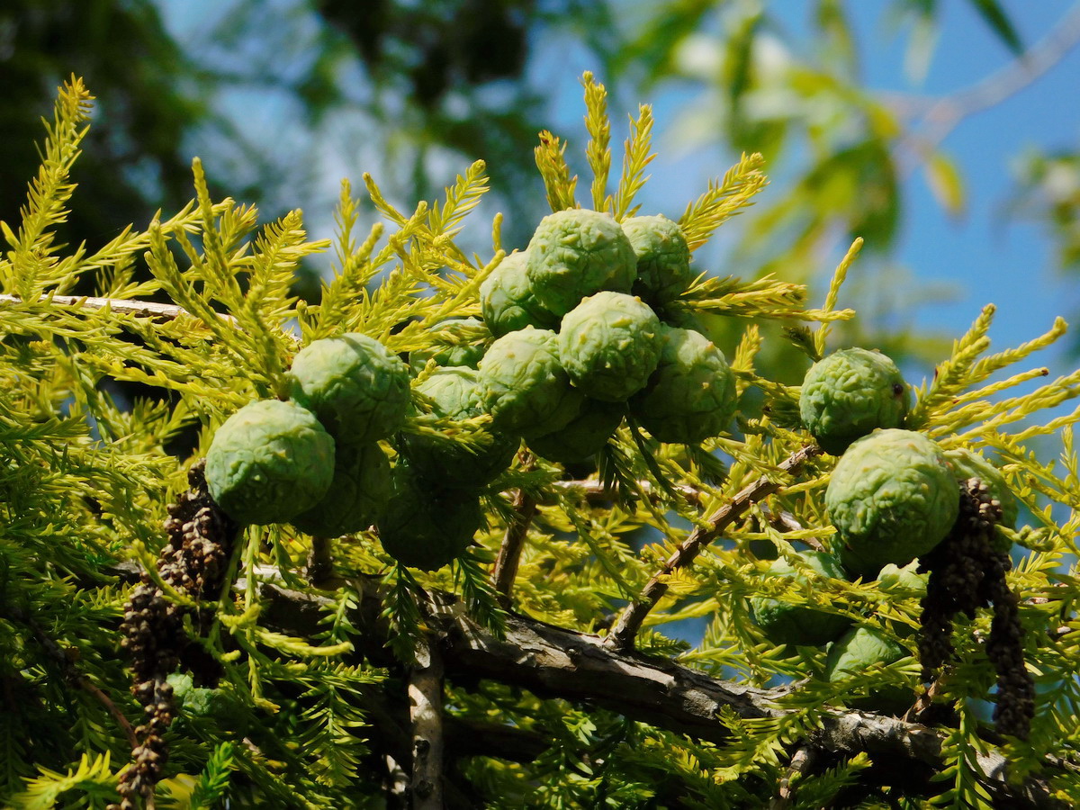 LA MULTI ANI, ROMANIA!: Fructe de chiparos
