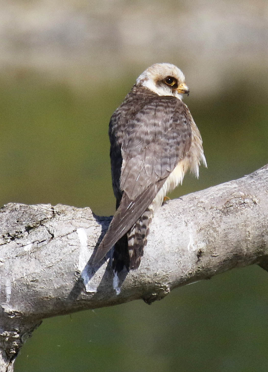 Black Audi Birding: The Dragon Slayer of Wiltshire 16th July 2021
