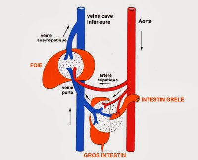 Anatomie et physiologie digestives | Récap' IDE