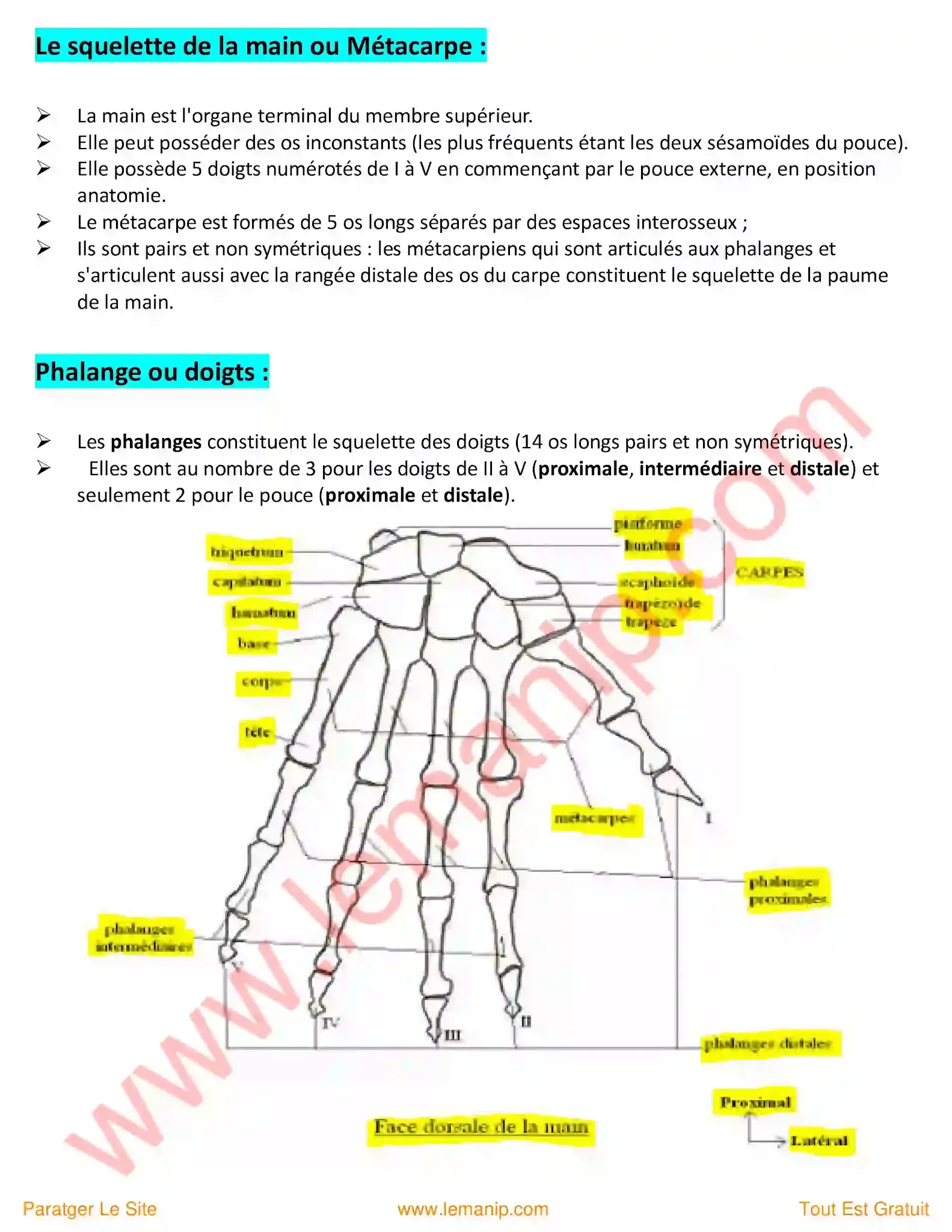 Les Membres Supérieurs Anatomie Et Physiologie