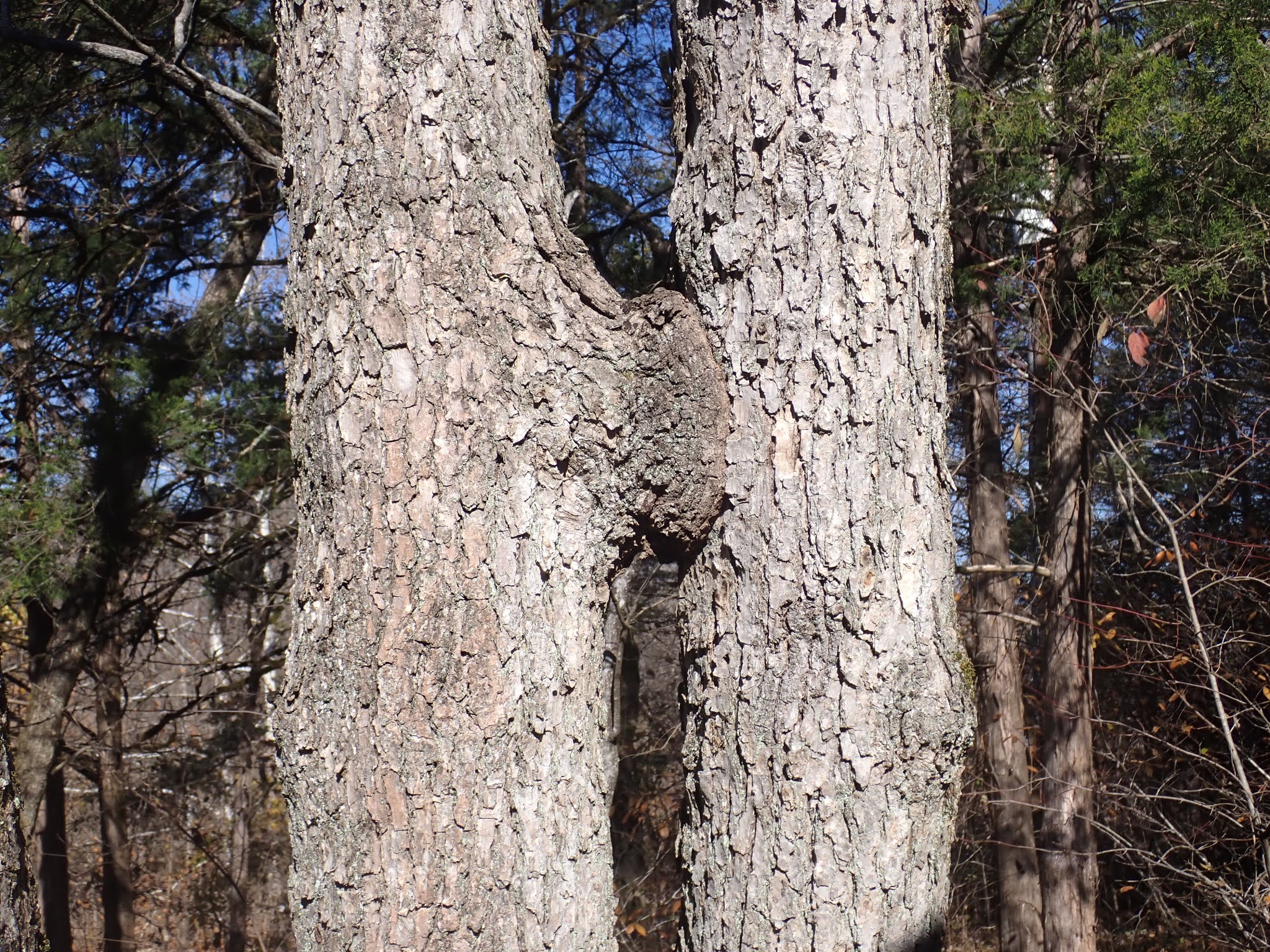 Springfield Plateau: November 2020