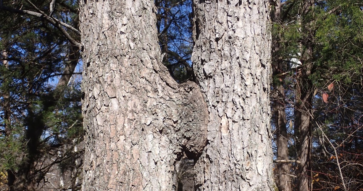 Springfield Plateau: Kissing Trees