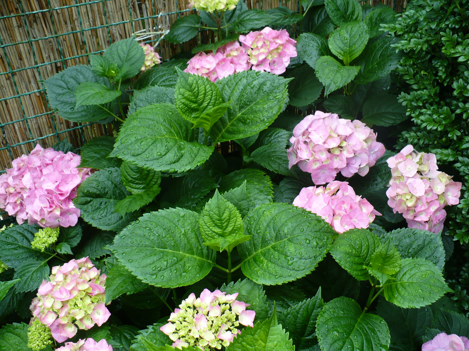 Hydrangea, Hortensja: Hydrangea macrophylla (Hortensja ogrodowa) 'Europa'