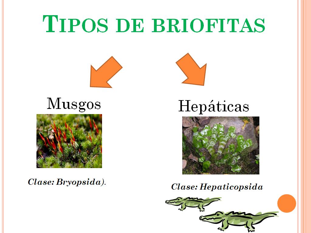 Briofita "Musgos y hepatica": Briofita