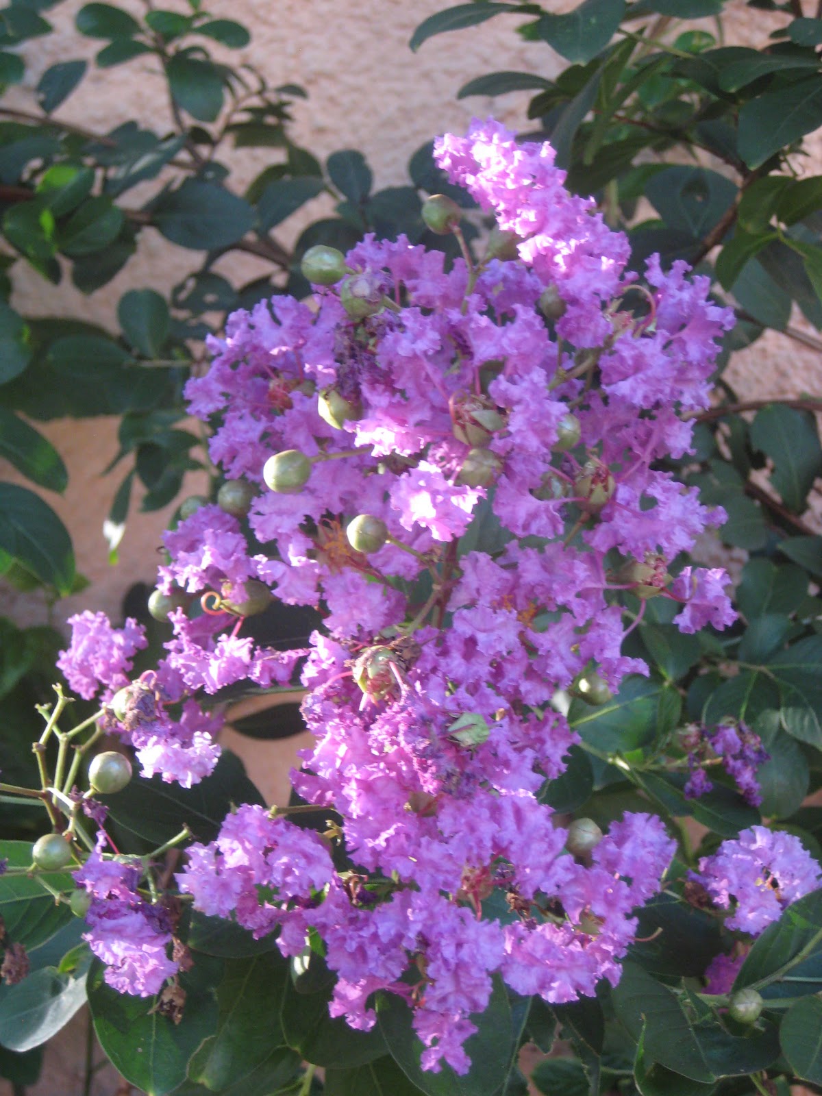 Rands Mission: Gaborone Flowers