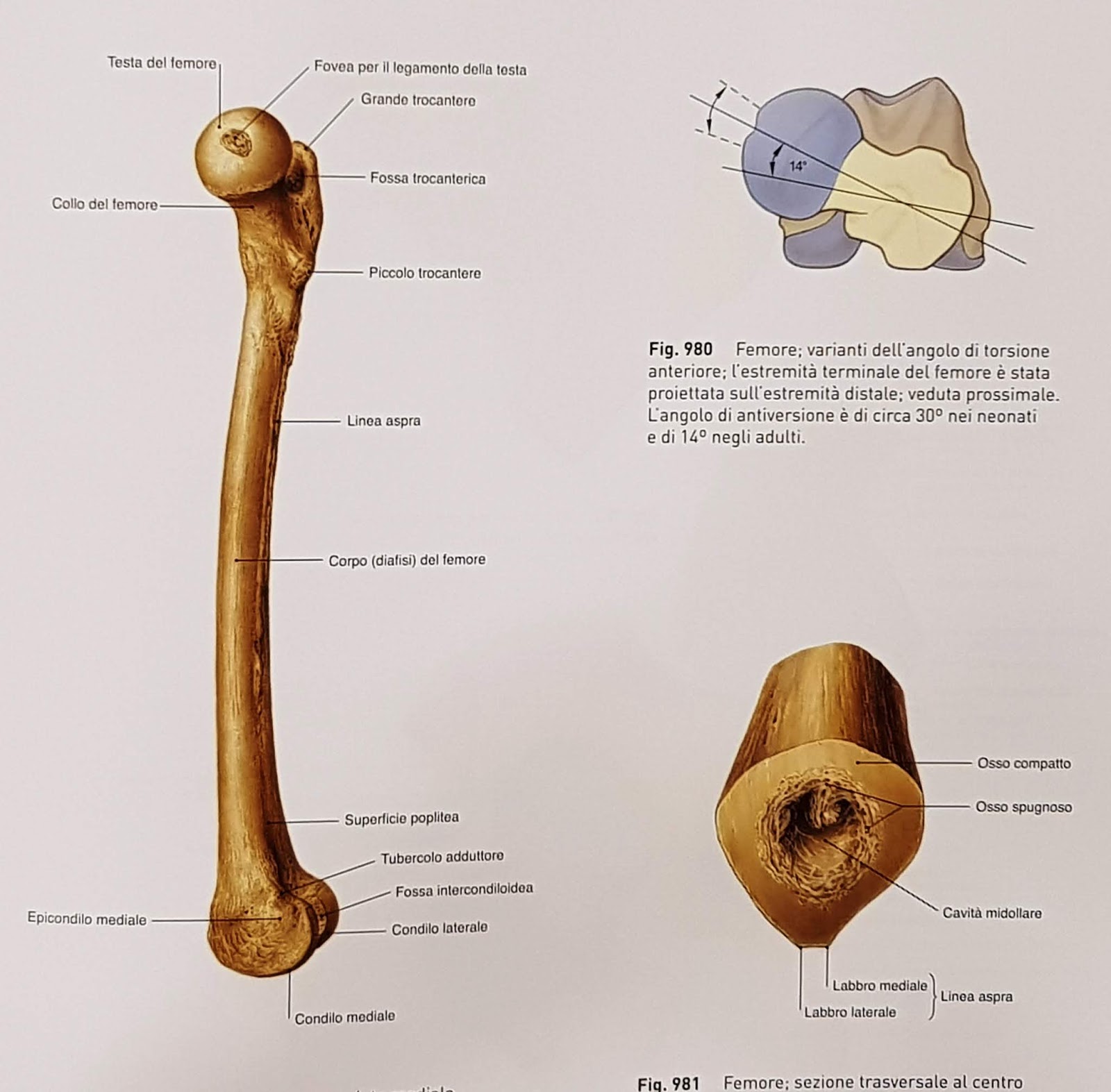 De Arte Gymnastica: L'ANCA: anatomia, biomeccanica e traumatologia