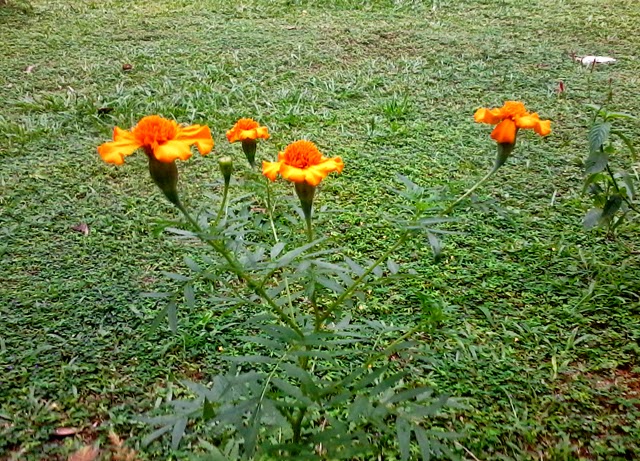 Marygold flowers-Tagetes.Dahas Pethiya | SL Flora