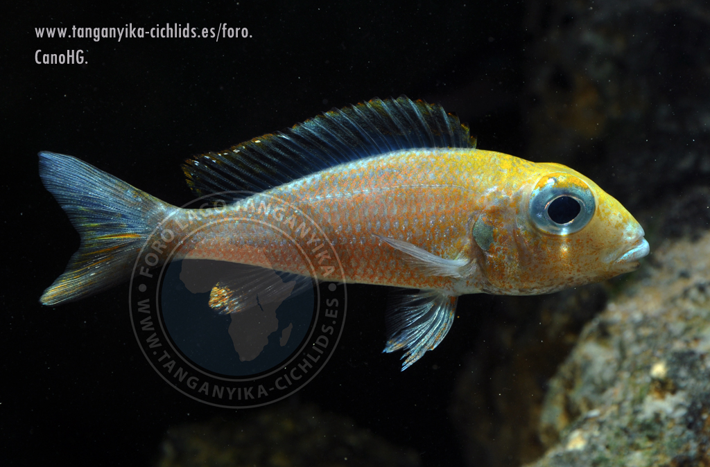 Aquatic: Callochromis macrops Ndole, (Cíclido del Lago Tanganyika)