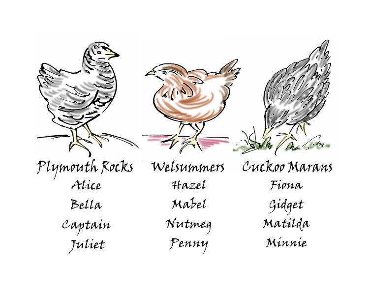 Off Grid Home Sweet Home Chicken Names off-grid-home-sweet-home-chicken-names