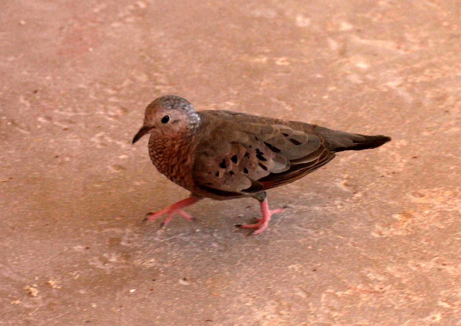 el blog de paco chiclana: Cuba 2015