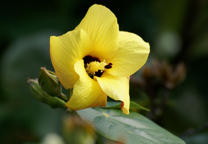 Flower Dictionary: Mahoe Tree / Sea Hibiscus