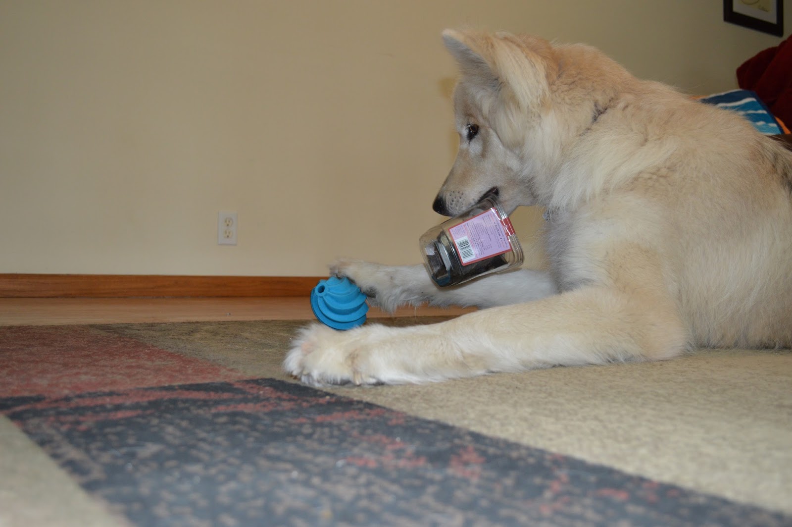 My Rotten Dogs: Evanger's Beef Liver Treats