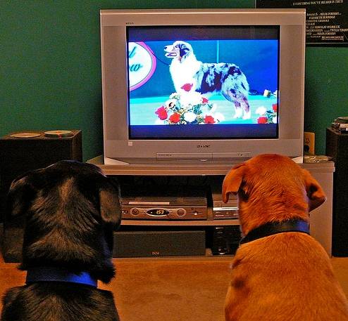 SNEAK PEEK : DOGTV: A New Breed Of Television