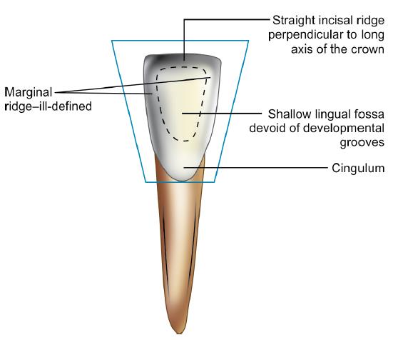 Permanent mandibular first incisors l tooth crown & root morphology ...