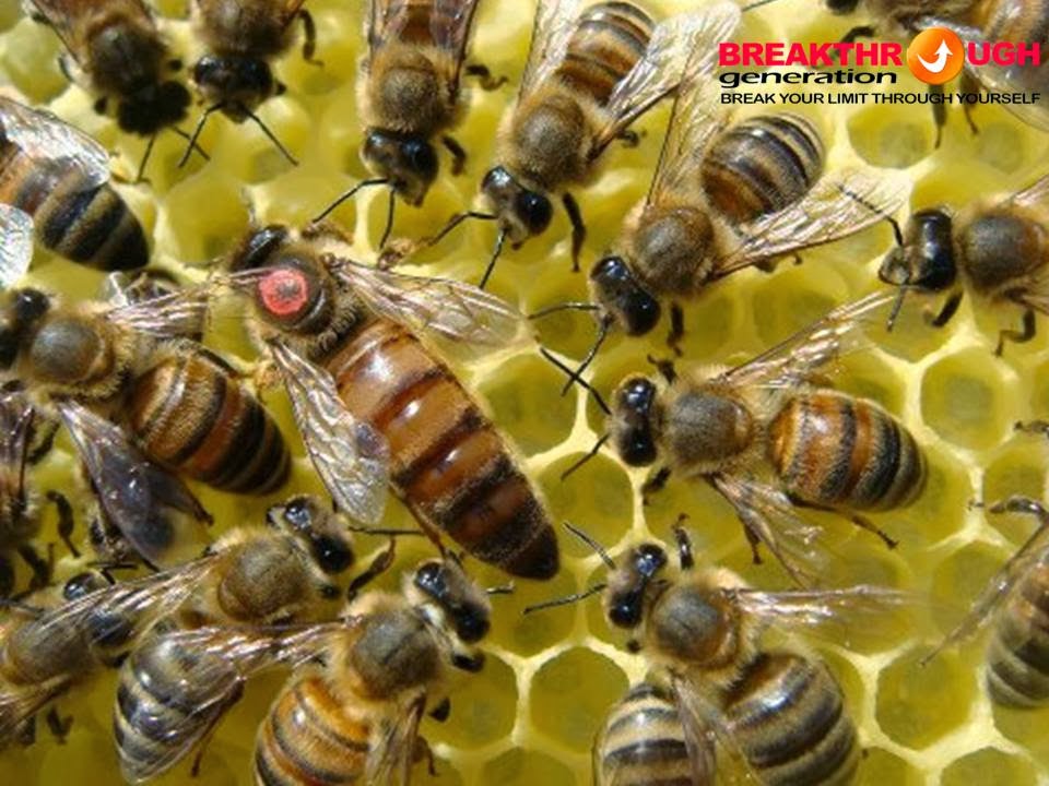 MIRACLE OF BEE HIVE: MEMANGNYA LEBAH MADU ADA BERAPA MACAM SICH??