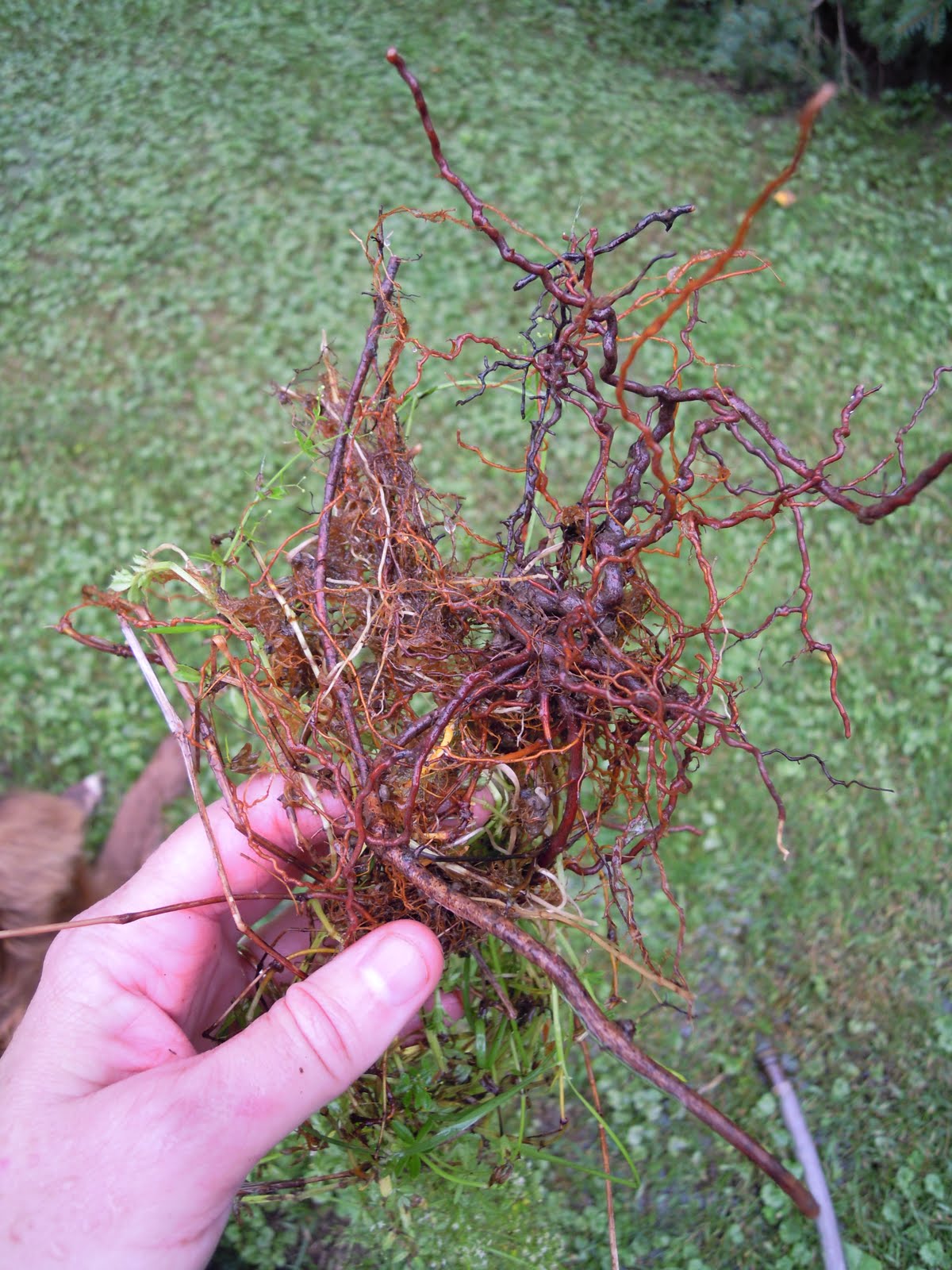 The Inconsequential Blogger: Gathering natural dyestuff - or - The ...