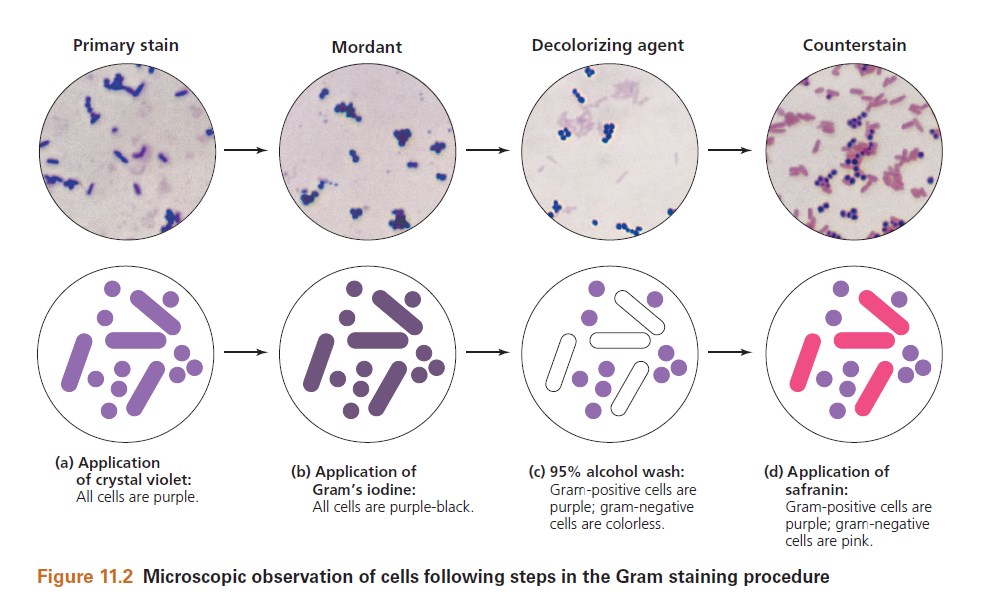 Suyatno Rindang Farmasis: James G. Cappuccino