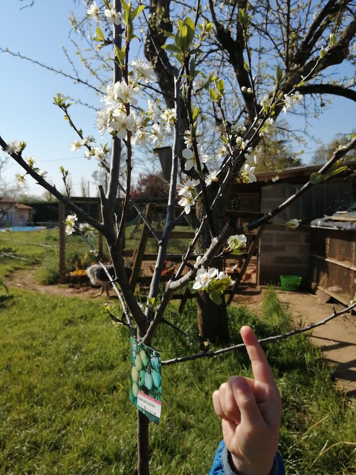 Le printemps dans le jardin de Mathieu