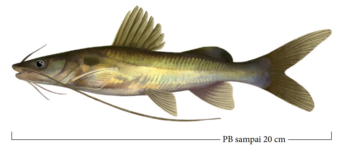 ikan Baung Gantang - patin jateng