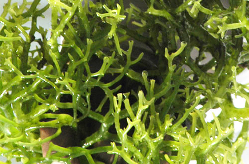 Saat ini gaya hidup sehat dengan pola makan tinggi serat semakin ...