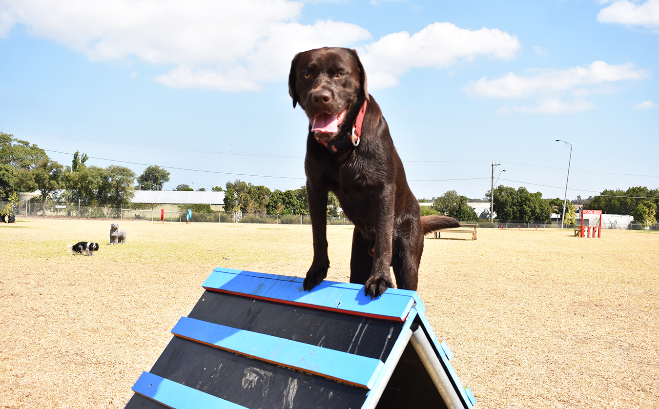New Doggy Play Park sets tails wagging! | Australian Dog Lover