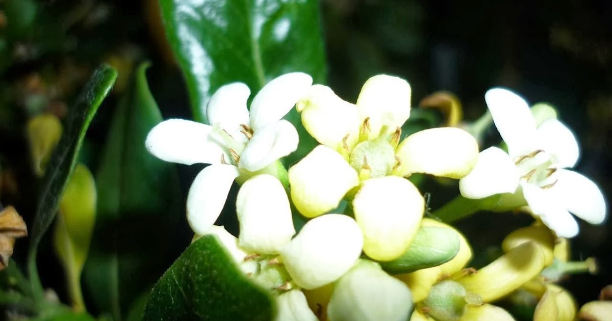 Flores y plantas silvestres: " Pittosporum tobira ". Pitosporo, Azahar ...