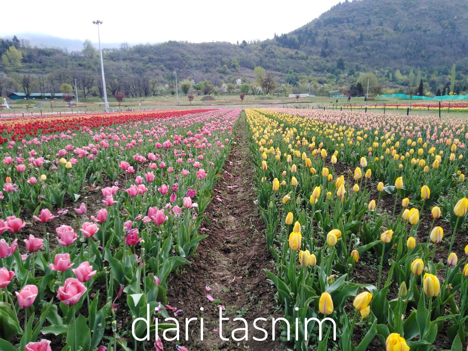 tIntA taSnIm: Kembara India Part 4 : Spring In Kashmir
